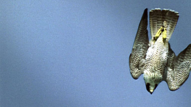 BBC One - Inside the Perfect Predator