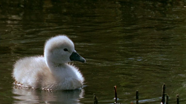 BBC Two - Living Britain, EARLY SUMMER, Swan scene