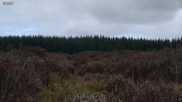 BBC Two - Nature's Calendar, Series 1, Spring: Moorland and Heaths ...