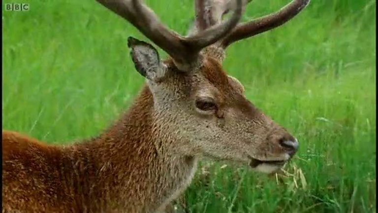 BBC Two - Wild