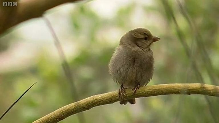 BBC Two - Nature's Calendar, Series 1, Spring: Moorland and Heaths ...