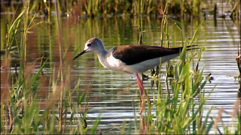 BBC Two - Nature's Calendar, Series 1, Spring: Moorland and Heaths ...