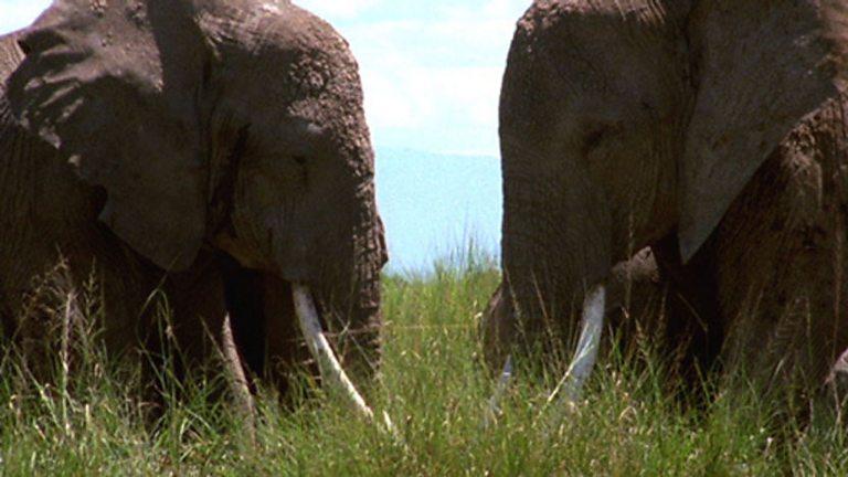 BBC Two - Natural World, 2004-2005, Echo of the Elephants: The Final ...