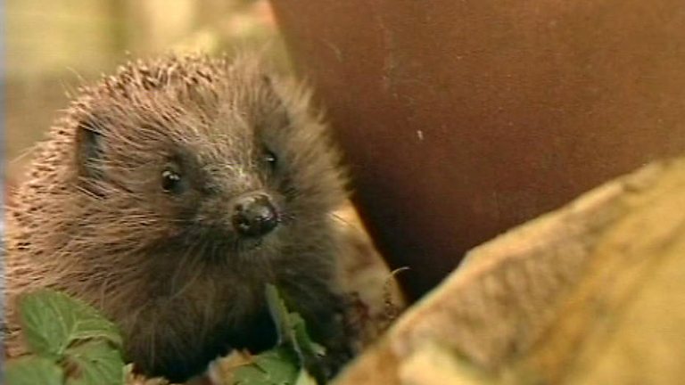 CBBC - ROAR Clips, Hedgehog