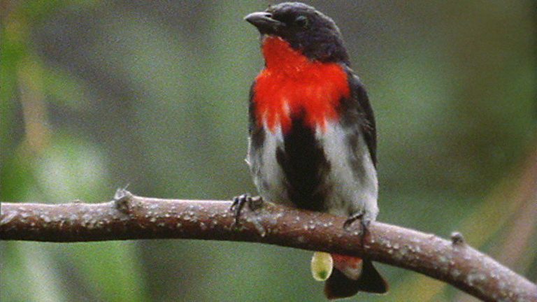 BBC Two - The Private Life of Plants, Living Together, Vampire plant