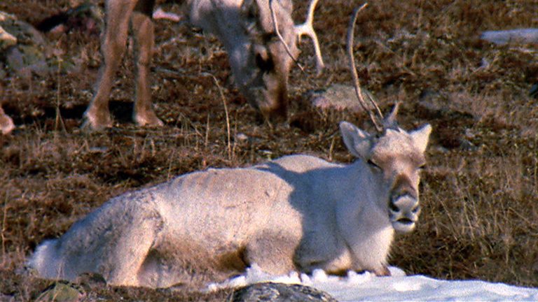BBC One - Incredible Animal Journeys, On the Trail of the Caribou ...