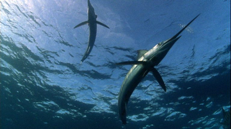 BBC One - The Blue Planet, Open Ocean