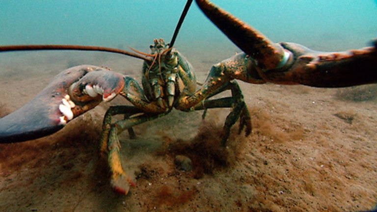 BBC One - The Blue Planet, Seasonal Seas, Small beginnings
