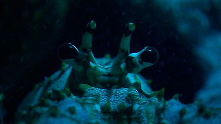 BBC One - The Blue Planet - Clips