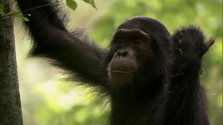 BBC Two - Natural World, 2010-2011, Chimps of the Lost Gorge, Chimp's ...
