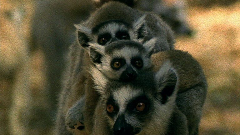 BBC One - The Life of Mammals, Life in the Trees, Lemur locomotion
