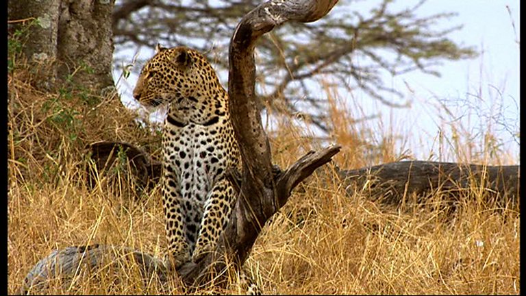 BBC One - Big Cat Diary