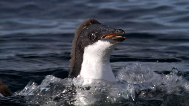 BBC One - Frozen Planet, Autumn, The Emperor's return
