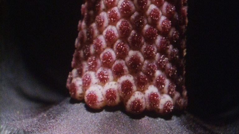 bbc-two-the-private-life-of-plants-flowering-pollinating-prisoners