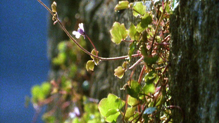 BBC Two - The Private Life of Plants