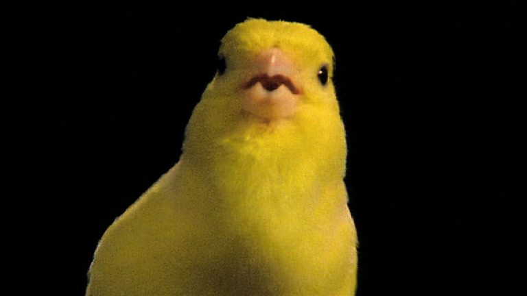 BBC Four - The Life of Birds, Signals and Songs, Sophisticated songsters