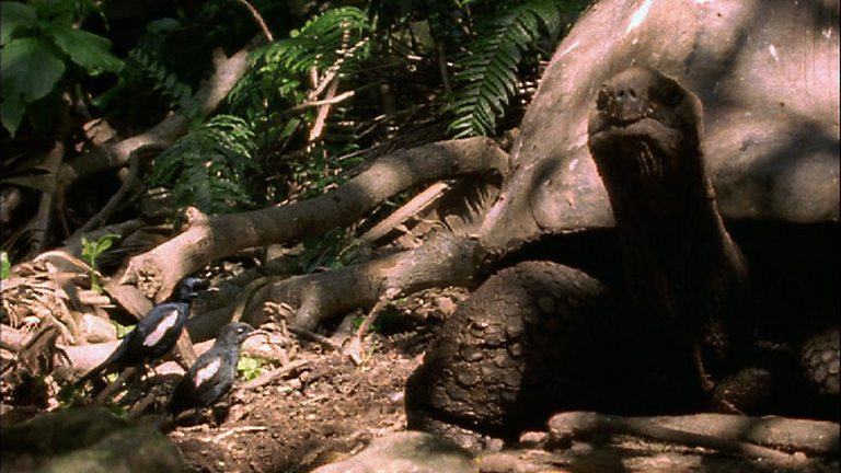 BBC Four - The Life of Birds, The Insatiable Appetite, A living larder