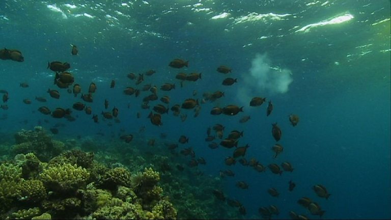 BBC Two - Great Barrier Reef, Nature's Miracle, Reef teamwork