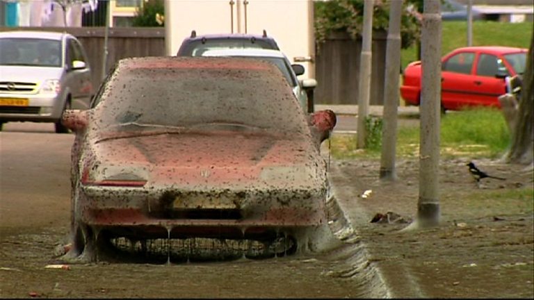 BBC Two - Nature's Weirdest Events, Series 1, Episode 1, When toads explode