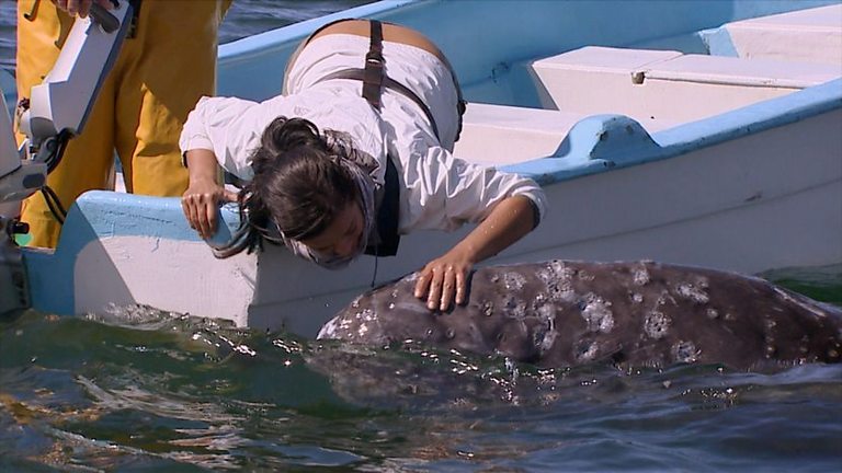 BBC One - Super Smart Animals, Episode 1, Chimp genius