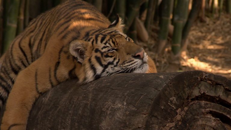 BBC Two - Tigers about the House