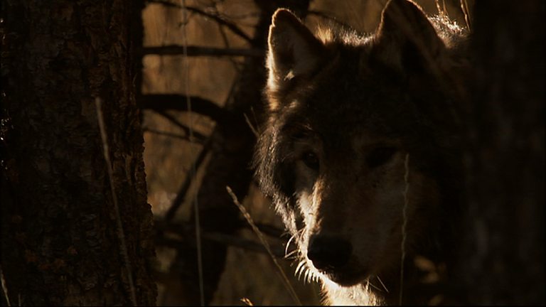 BBC Two - Yellowstone