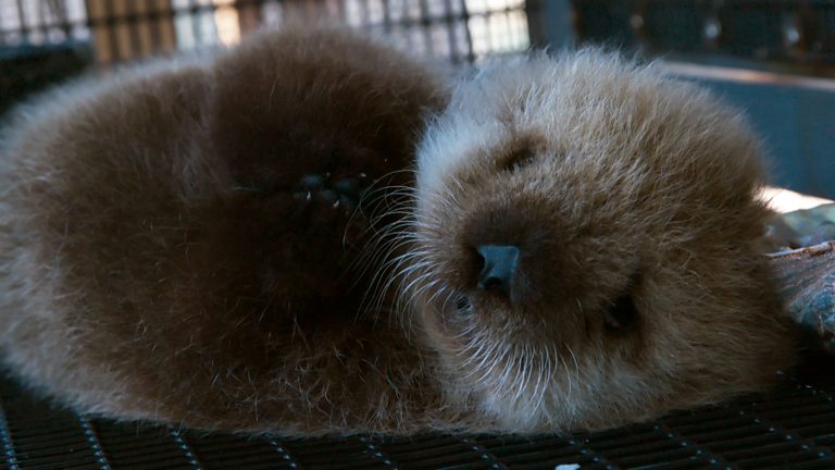 BBC One - Super Cute Animals, The sonorous war cry of an angry frog