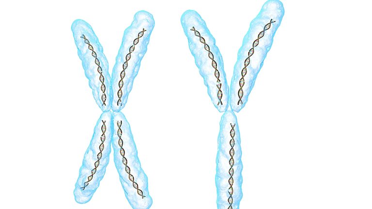 BBC World Service - The Why Factor, The Y Chromosome