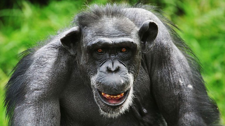 BBC World Service - Discovery, Origins of War, Jane Goodall describes ...