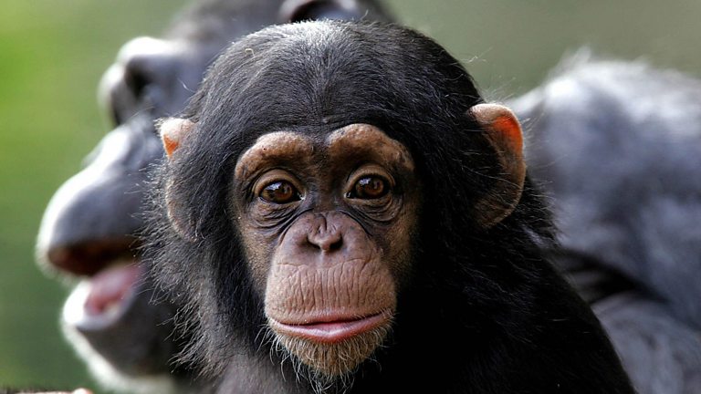 BBC World Service - The Real Story, Nim The Chimp and Animal Rights