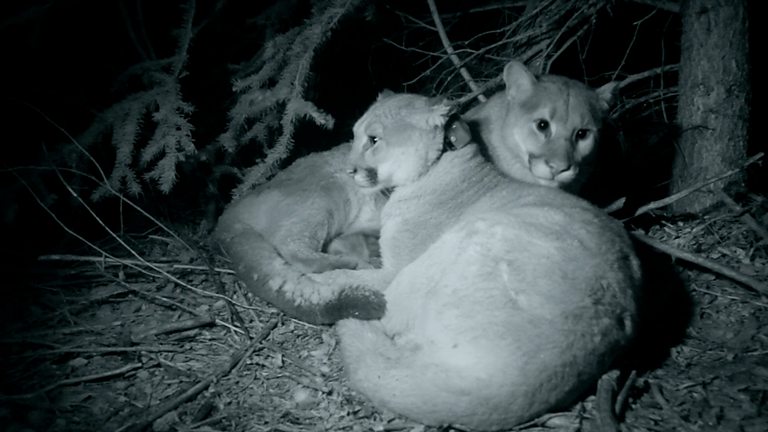 BBC Two - Natural World, 2015-2016, Mountain Lions: Big Cats in High ...
