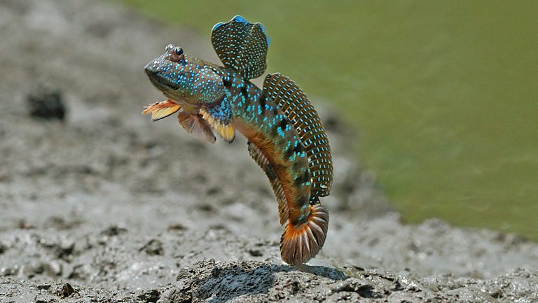 BBC One - Nature's Greatest Dancers - Great blue spotted mudskipper