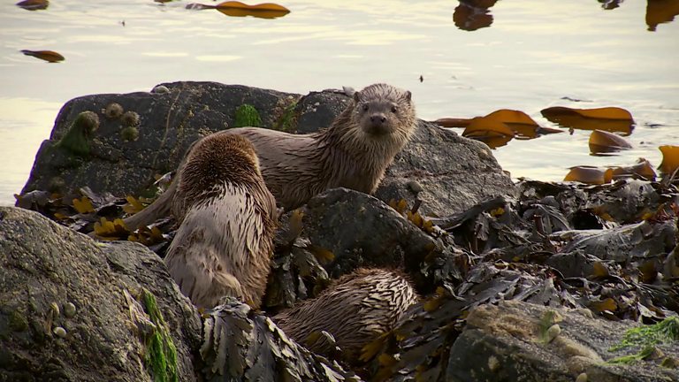 BBC Scotland - BBC Scotland - How Scotland’s otters became famous: the ...