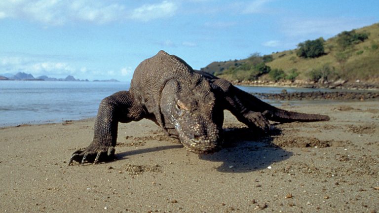 BBC - Wild Indonesia