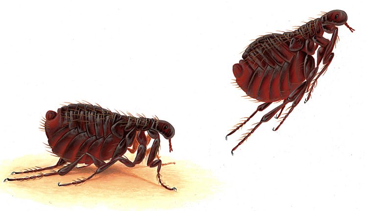 BBC Radio 4 - Natural Histories, Fleas - The rise and demise of the ...