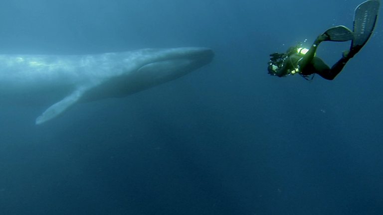 BBC One - The Hunt, Hunger at Sea (Oceans), Getting up close to the ...