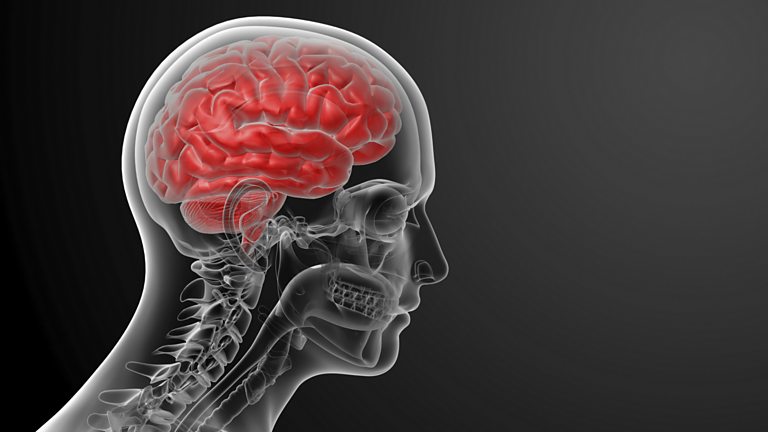 BBC World Service - Newsday, Bringing dead brains back to life