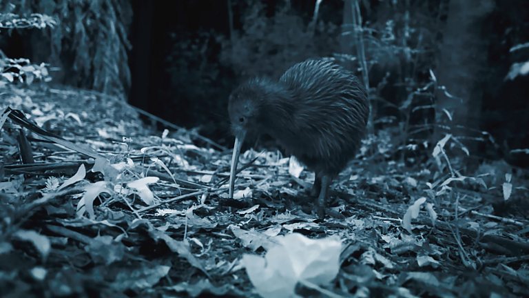 BBC Two - New Zealand: Earth's Mythical Islands - Forest penguins
