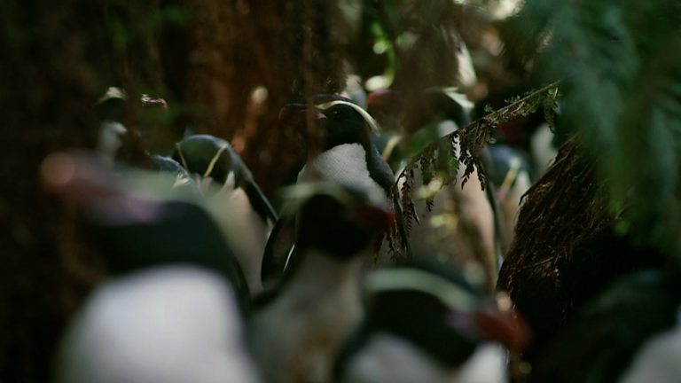 BBC Two - New Zealand: Earth's Mythical Islands - Forest penguins