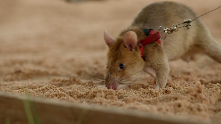 BBC One - Ingenious Animals, Intelligence, Detecting land mines
