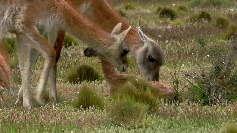 BBC One - Animal Babies