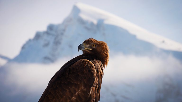 BBC One - Planet Earth II - Episode guide