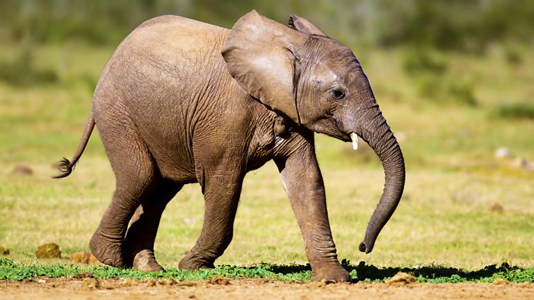 CBeebies - Andy's Baby Animals - Episode guide