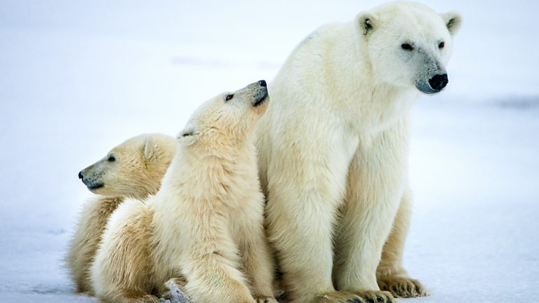 CBeebies - Andy's Baby Animals - Episode guide