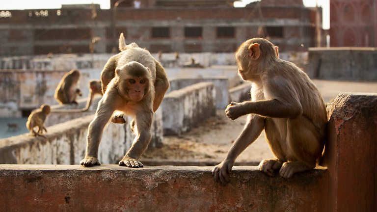 BBC One - Planet Earth II - Episode guide