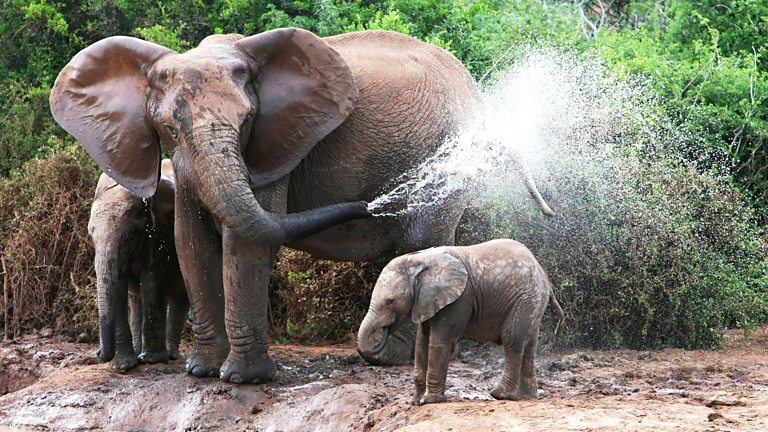 CBeebies - Andy's Baby Animals - Episode guide