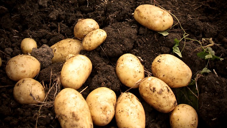 BBC Radio 4 - Radio 4 in Four, How the potato evolved: from poison, to ...