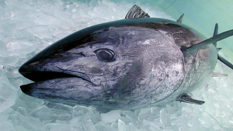 BBC World Service - The Food Chain, The Fish Japan Ate, The tuna ...