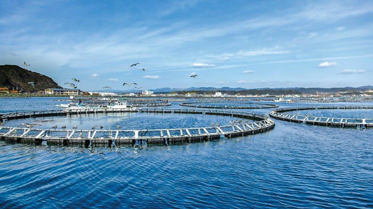 BBC World Service - The Food Chain, The Fish Japan Ate, The tuna ...