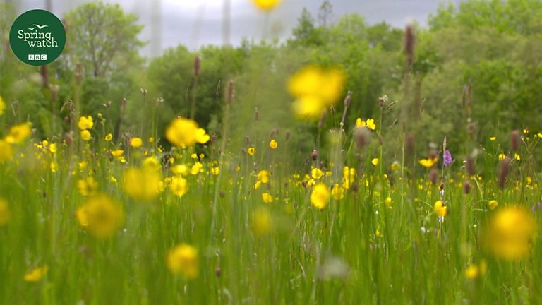 BBC Two - Springwatch Unsprung